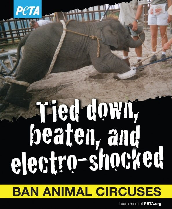 11 Times PETA Was Ahead of the Curve on Animal Rights | PETA