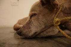Artist Starving Dog? | PETA