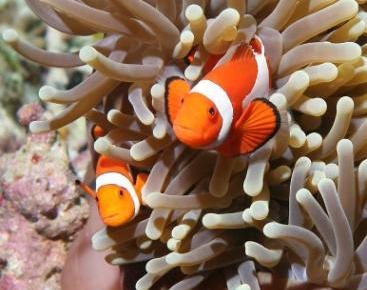 Guess What? Fish Are Not Swimming Vegetables | PETA