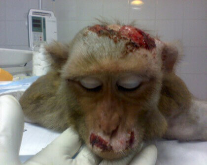 Monkey Breeders Accused of Performing Crude Surgeries and Experiments ...