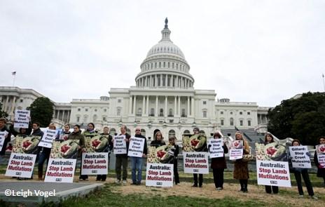 New South Wales Parliament Urges Australian Farmers to End Mulesing ...