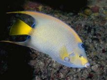 Smile Everybody, It's Fish Amnesty Day! | PETA