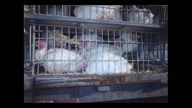 Meet Your Meat: Turkeys | PETA