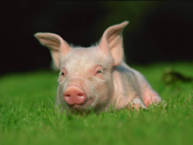 Pigs in Laboratories | PETA