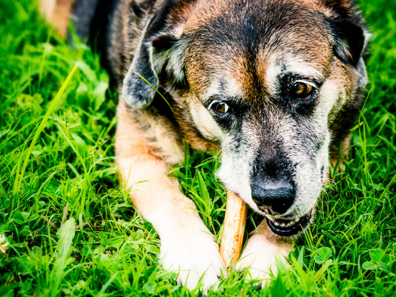 Companion Animal Food Guide | PETA