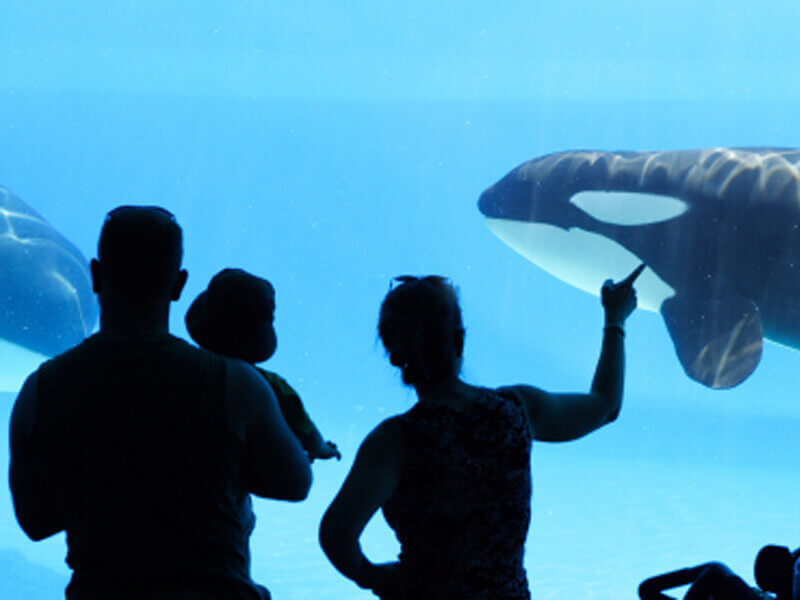 Zoos and Other Captive-Animal Displays | PETA