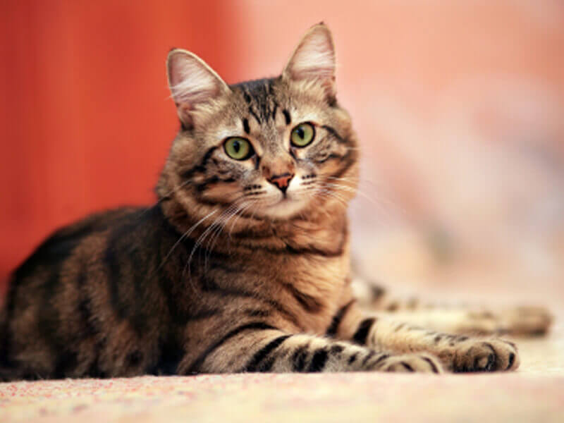 Cats in Laboratories | PETA