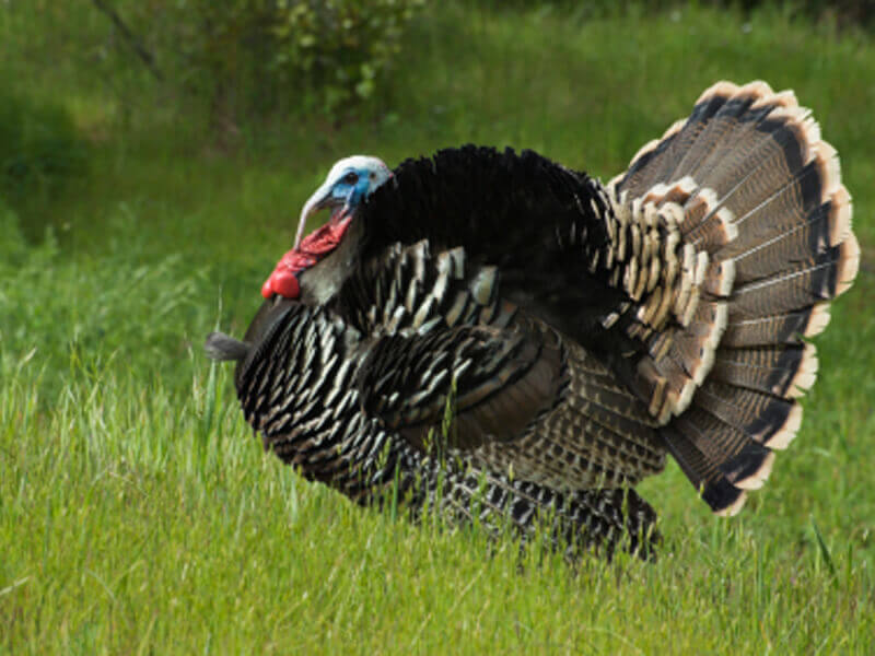 Turkeys Used for Food | PETA