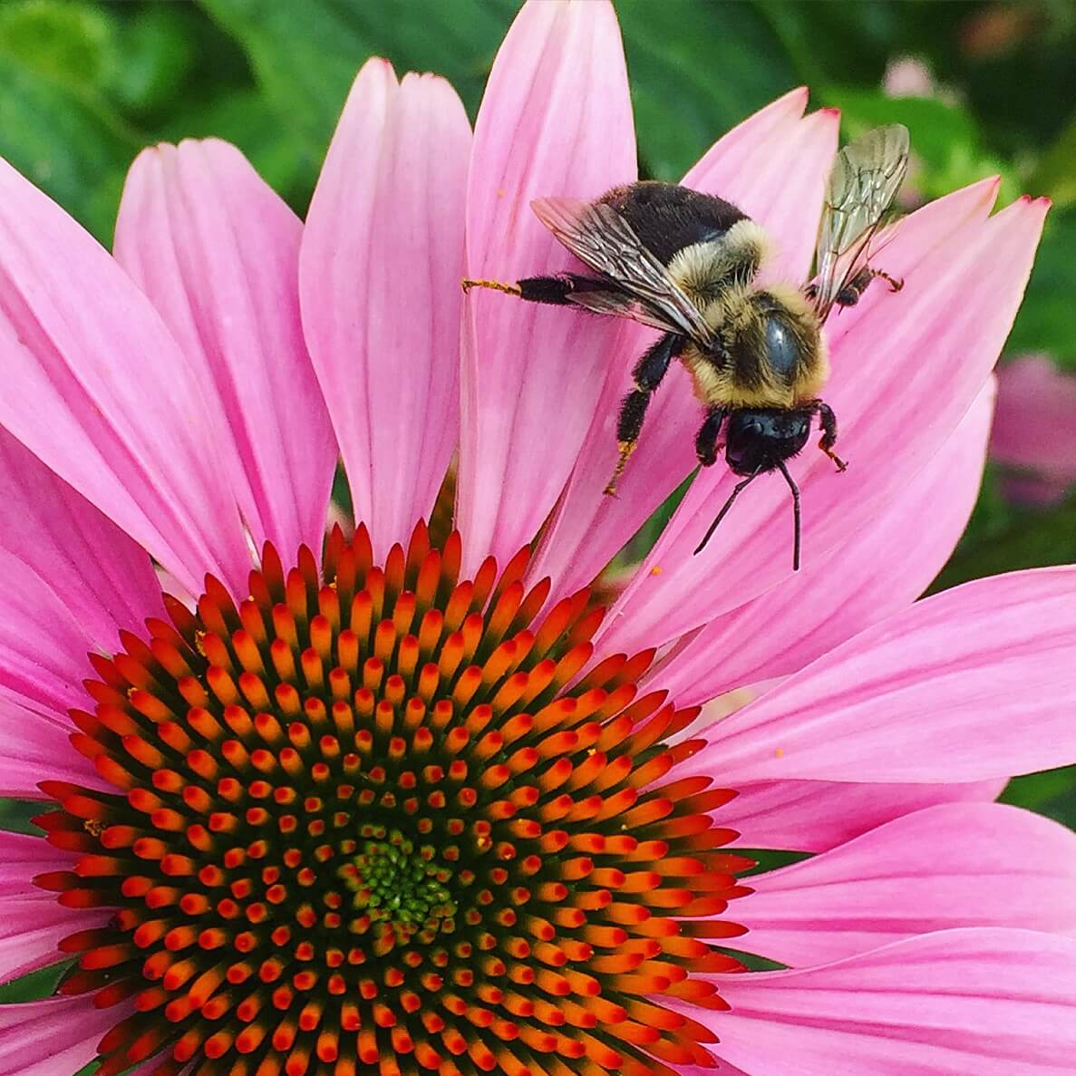 Cheerios 'Bring Back the Bees' Stunt Smells Like Cognitive Dissonance