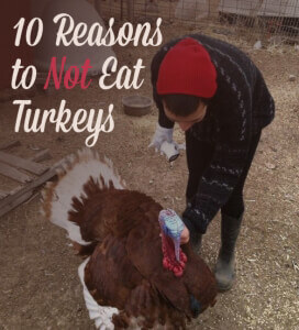 10 Really Good Reasons Not to Eat Turkeys | PETA