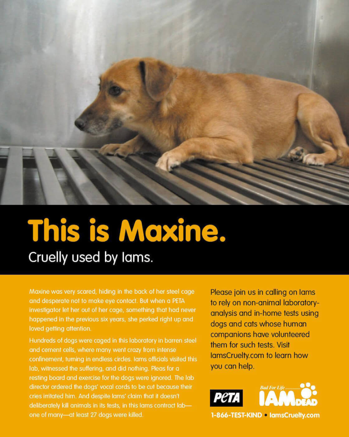 Animal Experimentation | PETA
