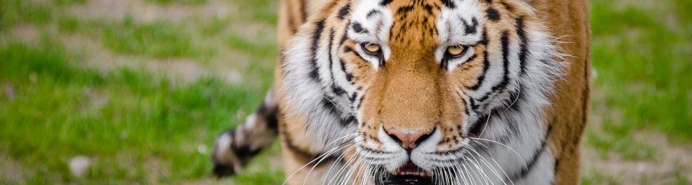 Animals Used for Entertainment | PETA