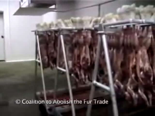 Undercover Footage Shows Rabbits Screaming During Slaughter | PETA