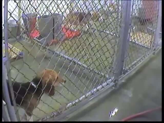 Lab Workers Indicted On Felony Cruelty Charges | PETA Lab Workers Indicted On Felony Cruelty Charges | PETA