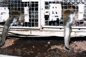 The Silver Spring Monkeys: The Case That Launched PETA | PETA