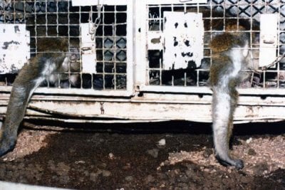 The Silver Spring Monkeys: The Case That Launched PETA | PETA