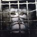 The Silver Spring Monkeys: The Case That Launched PETA | PETA