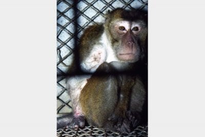 The Silver Spring Monkeys: The Case That Launched PETA | PETA