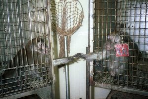 Primate laboratories in the U.S.: Wasted Lives, Wasted Money | PETA