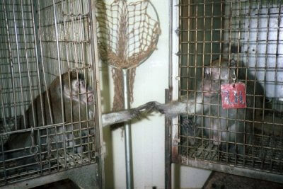 The Silver Spring Monkeys: The Case That Launched PETA | PETA