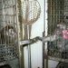 The Silver Spring Monkeys: The Case That Launched PETA | PETA
