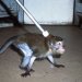 The Silver Spring Monkeys: The Case That Launched PETA | PETA