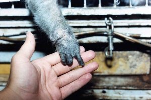 The Silver Spring Monkeys: The Case That Launched PETA | PETA