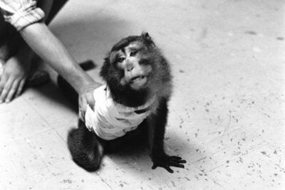The Silver Spring Monkeys: The Case That Launched PETA | PETA