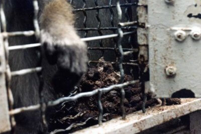 The Silver Spring Monkeys: The Case That Launched PETA | PETA