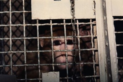 The Silver Spring Monkeys: The Case That Launched PETA | PETA
