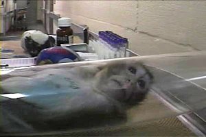 11 Animal Testing Statistics The Will Blow Your Mind | PETA