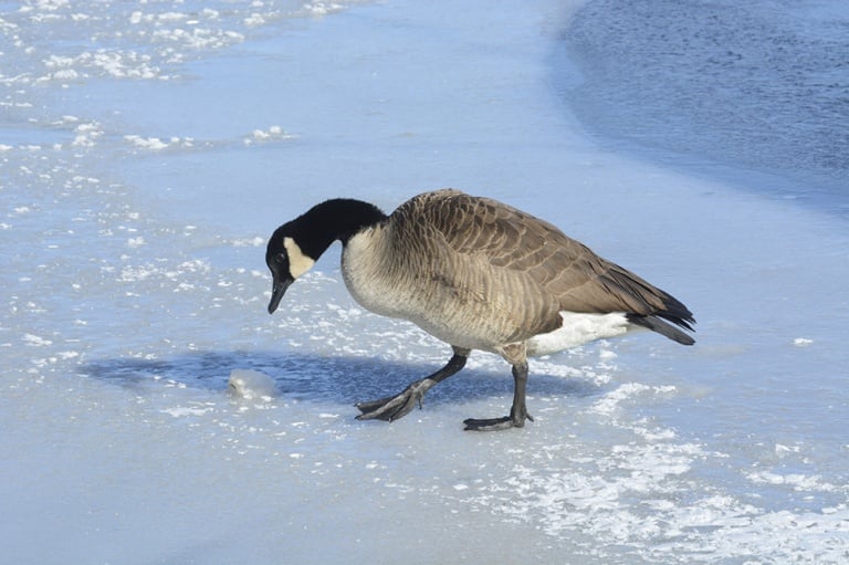 Companion Animals Are Freezing to Death in Cold Temps | PETA