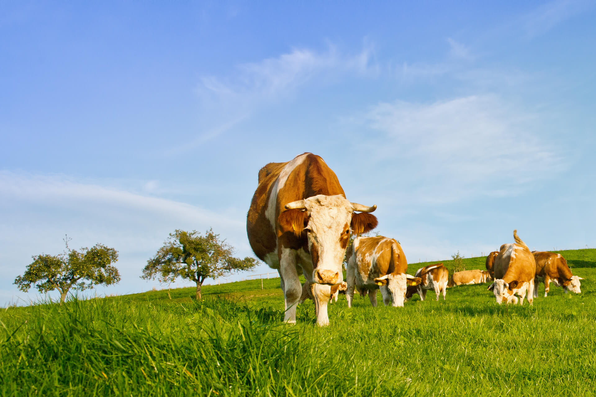 10 Secrets The Meat And Dairy Industries Try To Hide PETA
