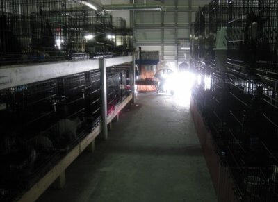 ‘No-Kill’ Policies Slowly Killing Animals | PETA