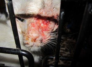 ‘No-Kill’ Policies Slowly Killing Animals | PETA