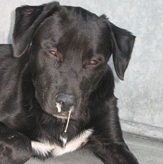 ‘No-Kill’ Policies Slowly Killing Animals | PETA