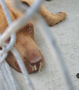 ‘No-Kill’ Policies Slowly Killing Animals | PETA