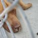 ‘No-Kill’ Policies Slowly Killing Animals | PETA
