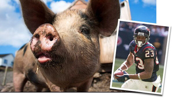 11 NFL All-Stars for Animals | PETA