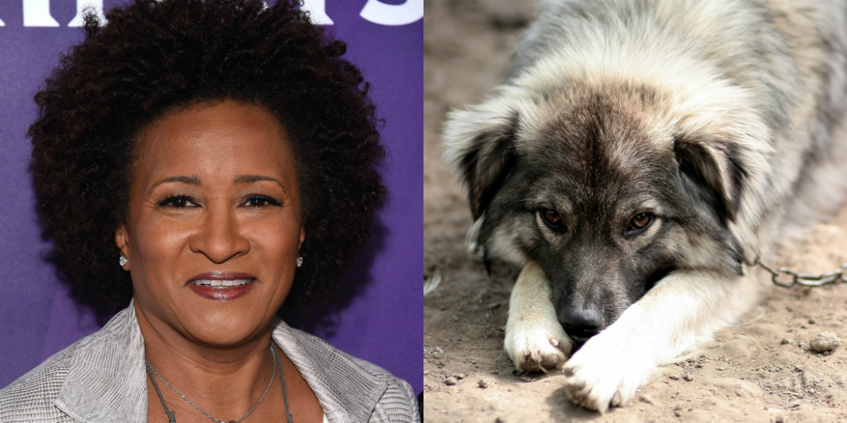Wanda Sykes: Chaining Dogs Is No Joke | PETA