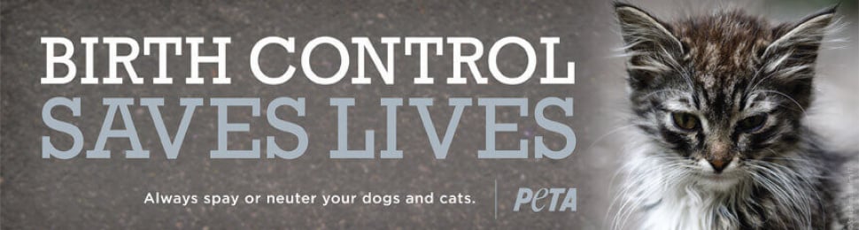 Animal Companions | PETA