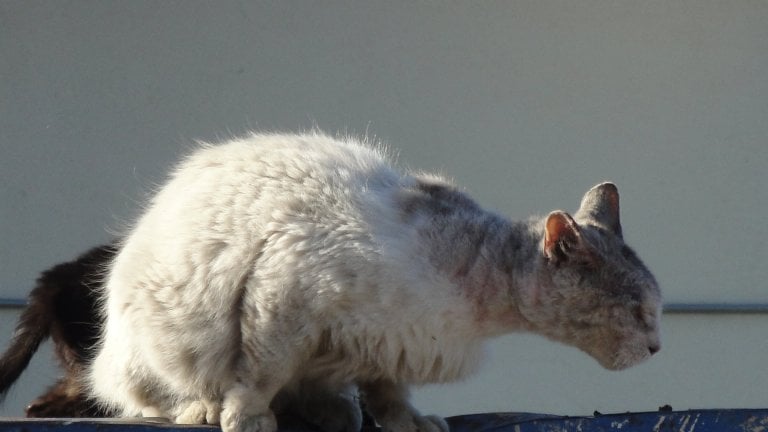 Shelter Refusing Animals? Here's What to Do | PETA