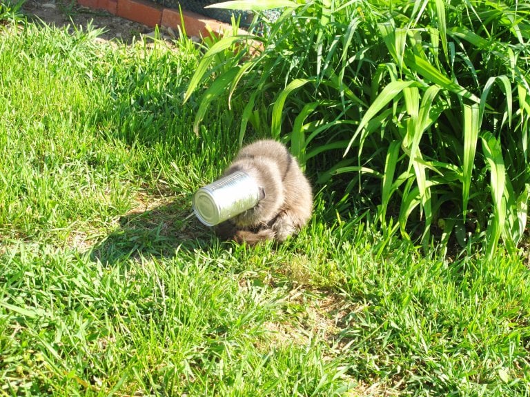 Shelter Refusing Animals? Here's What to Do | PETA