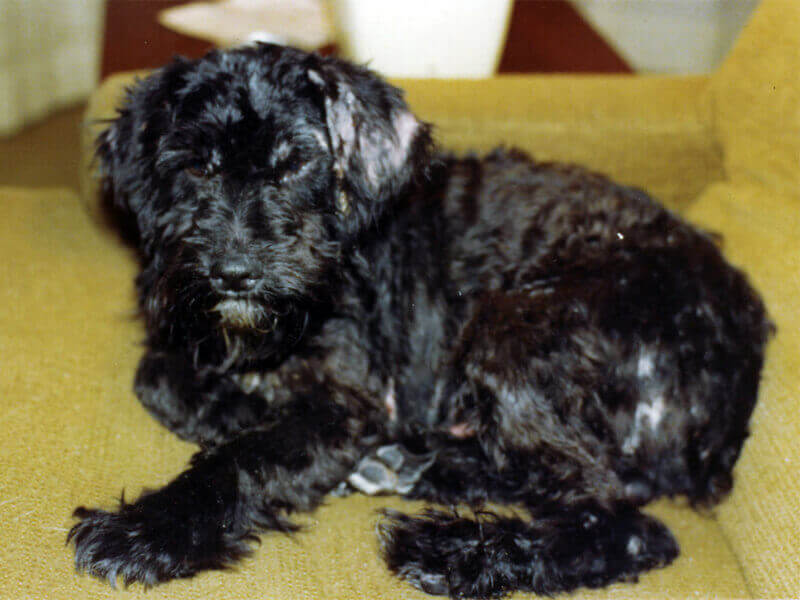 Who Was Vanguard? | PETA