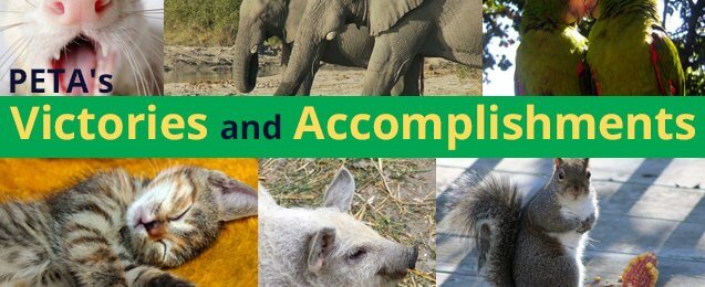 See Our Latest Victories | PETA