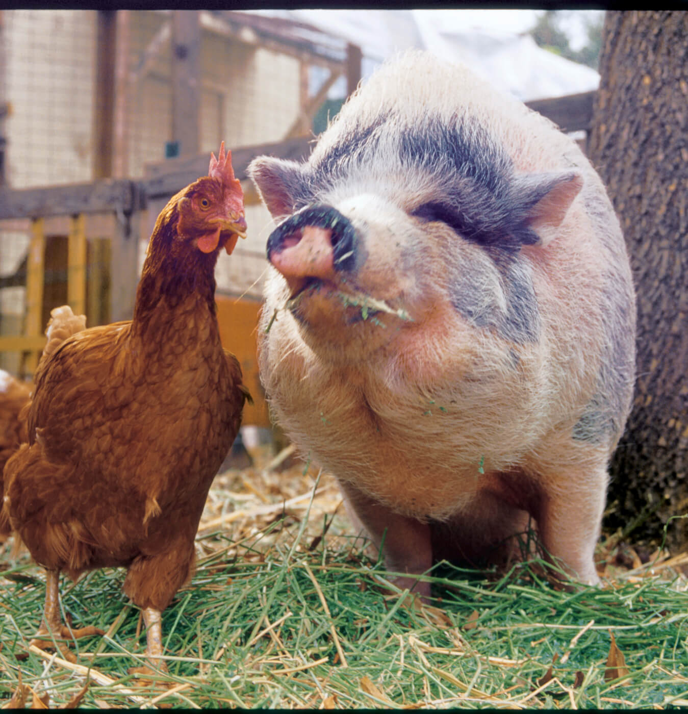 Animal Issues | PETA