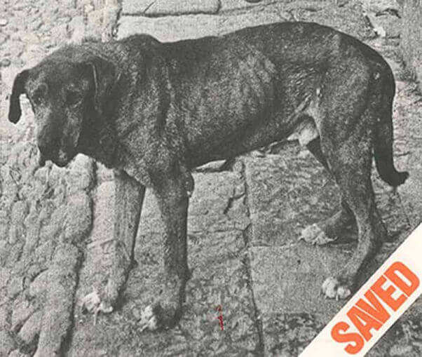 PETA's Milestones | Victories | About PETA | PETA.org