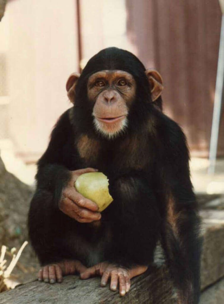 Page 11 | PETA's Milestones | Victories | About PETA | PETA.org