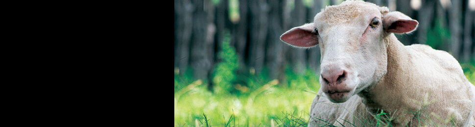 Animals Used for Clothing | PETA