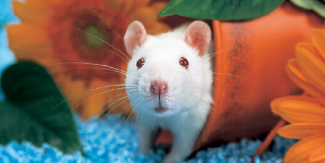 Animal Issues | PETA